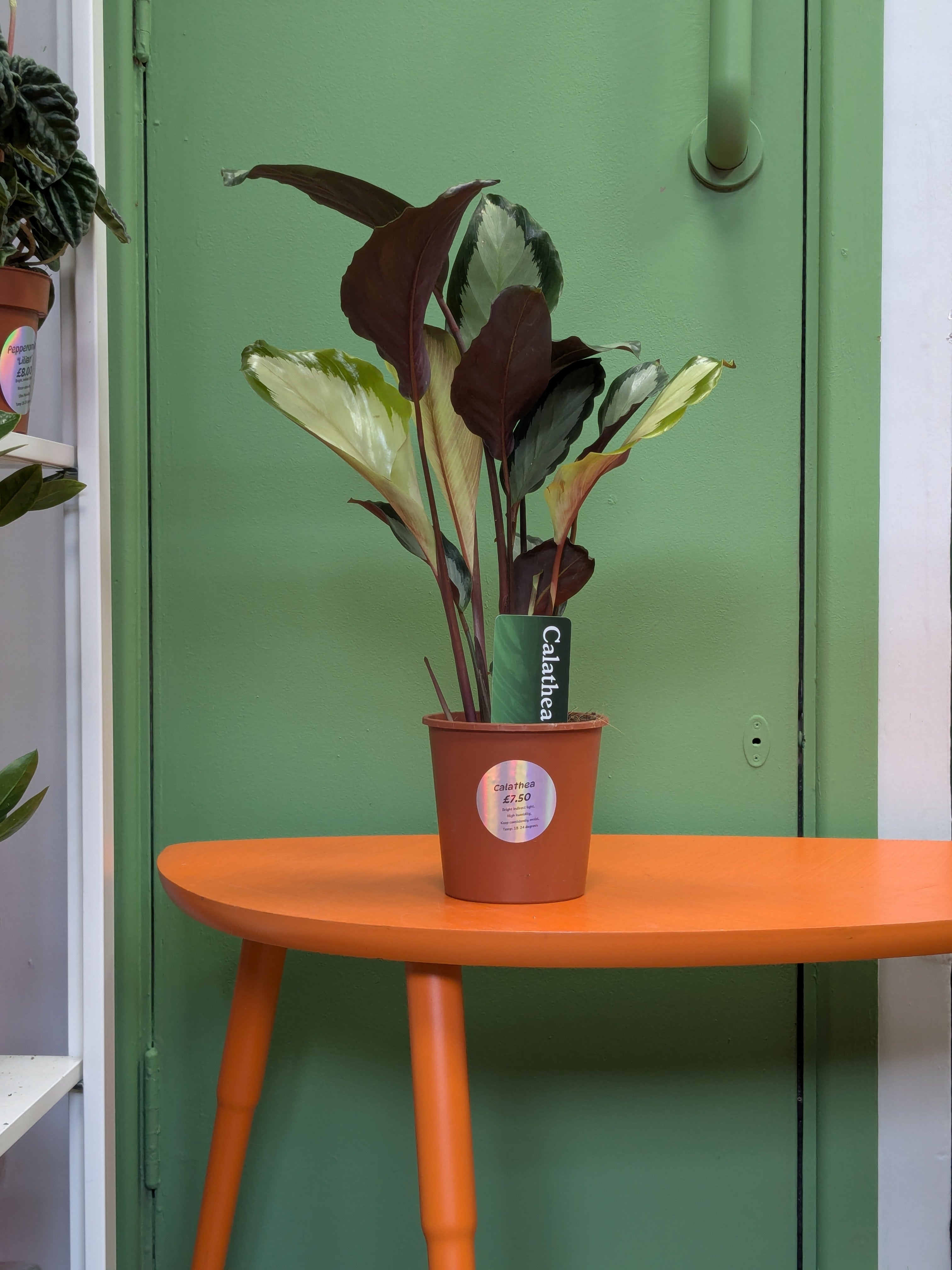 Calathea (mixed varieties) – Sweet Bud Florals